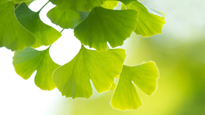 GINKGO BILOBA :: Humanidad ¿Adónde vas?