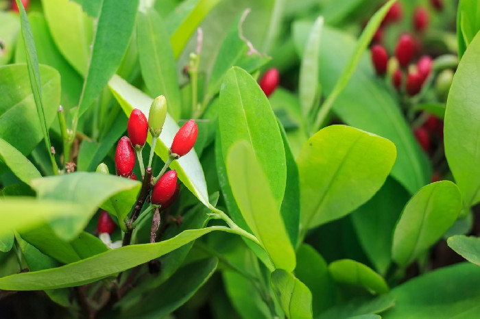 LA COCA, LA SAGRADA HOJA DE LOS INCAS :: Humanidad ¿Adónde vas?